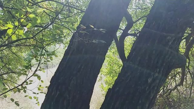 "Locust Tree" Images – Browse 1,376 Stock Photos, Vectors, and Video ...