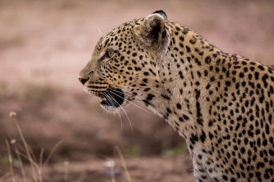 Leopardess Bilder – Durchsuchen 789 Archivfotos, Vektorgrafiken und ...