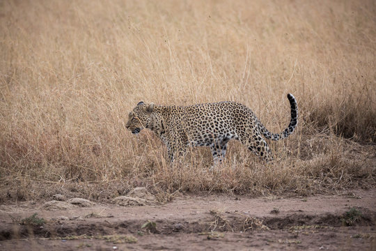 Leopardess Bilder – Durchsuchen 789 Archivfotos, Vektorgrafiken und ...