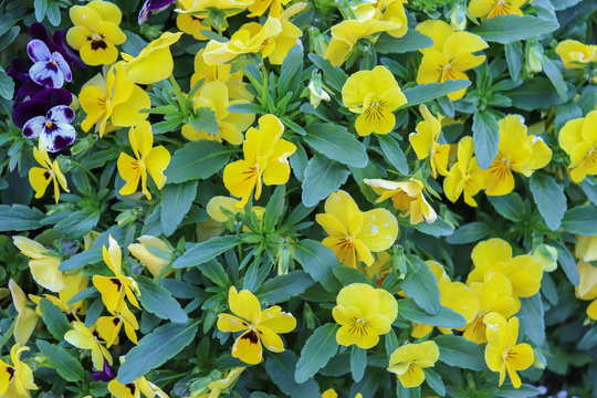 รูปภาพ"Zygomorphe – เลือกดูภาพถ่ายสต็อก เวกเตอร์ และวิดีโอ80 | Adobe Stock