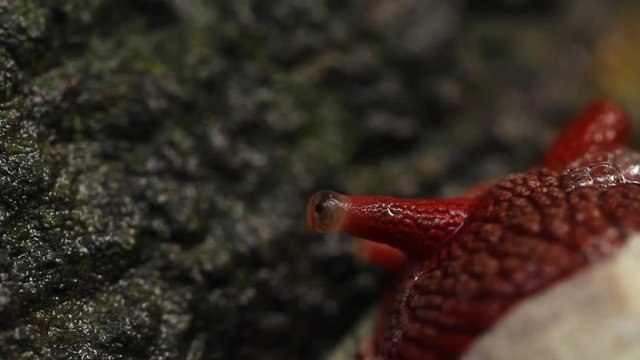รูปภาพ"Snail Eyes" – เลือกดูภาพถ่ายสต็อก เวกเตอร์ และวิดีโอ20 | Adobe Stock