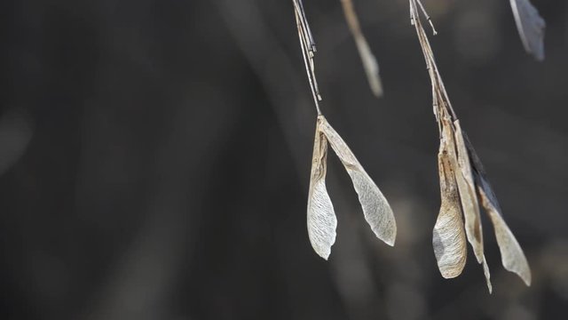 "Maple Keys" Images – Browse 158 Stock Photos, Vectors, and Video ...