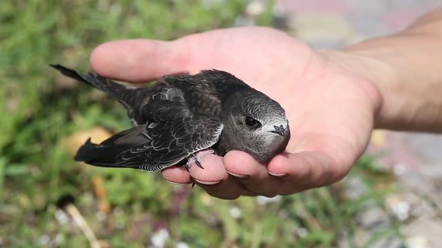 Common Swift Images – Browse 2,302 Stock Photos, Vectors, and Video ...