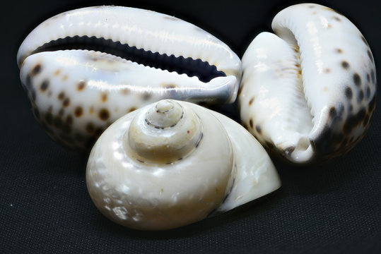 「Sheels」の写真素材 | 175件の無料イラスト画像 | Adobe Stock