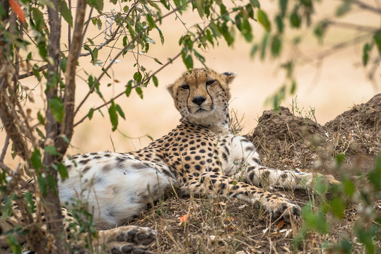 Imágenes de Cheeta: descubre bancos de fotos, ilustraciones, vectores y ...