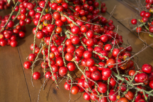 LAS 652 MEJORES IMÁGENES, FOTOS DE ARCHIVO Y VECTORES DE Corozo | Adobe ...