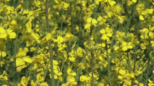 Koolzaad bilder – Bläddra bland 54 stockfoton, vektorer och videor ...