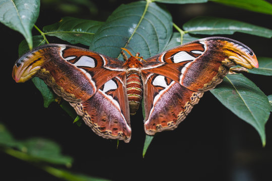 Goliath Images – Browse 3,437 Stock Photos, Vectors, and Video | Adobe ...