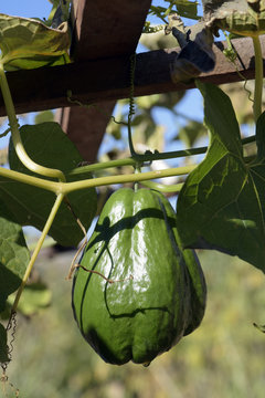Machuchu bilder – Bläddra bland 9 stockfoton, vektorer och videor ...