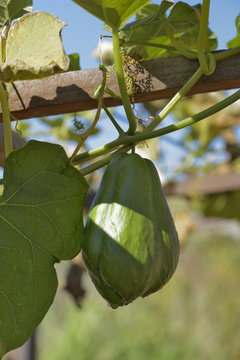 Machuchu bilder – Bläddra bland 9 stockfoton, vektorer och videor ...