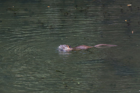 「Castorimorpha」の写真素材 | 79件の無料イラスト画像 | Adobe Stock