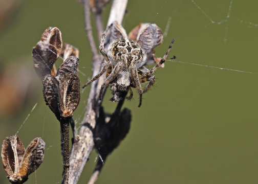 Redii Images – Browse 57 Stock Photos, Vectors, and Video | Adobe Stock