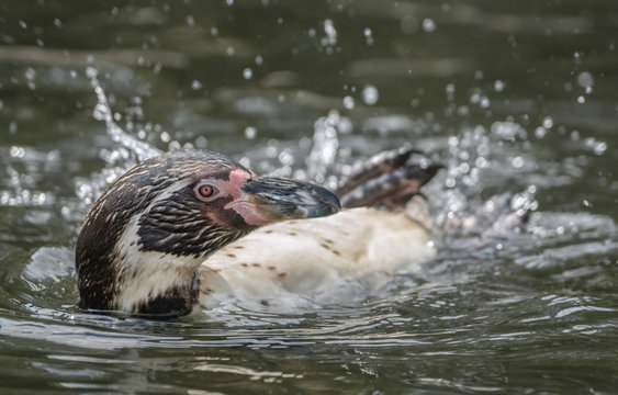 รูปภาพBadender – เลือกดูภาพถ่ายสต็อก เวกเตอร์ และวิดีโอ198 | Adobe Stock