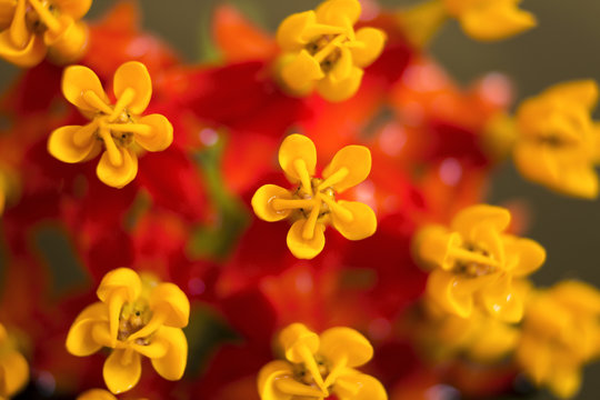 Imágenes de Florecitas: descubre bancos de fotos, ilustraciones ...