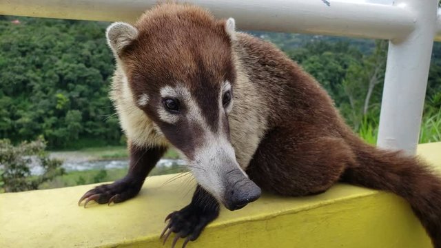 Procyonidae Images – Browse 4,226 Stock Photos, Vectors, and Video ...