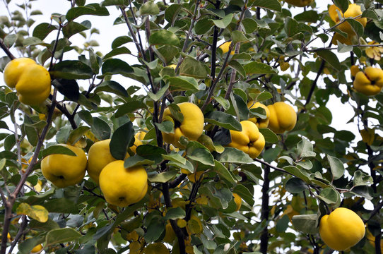 35,692 BÄSTA Kvitten BILDER, STOCKFOTON OCH VEKTORBILDER | Adobe Stock