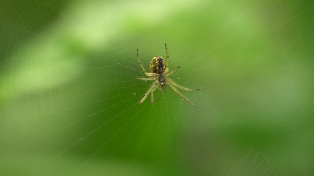 "Coin Spider" Images – Browse 22 Stock Photos, Vectors, and Video ...