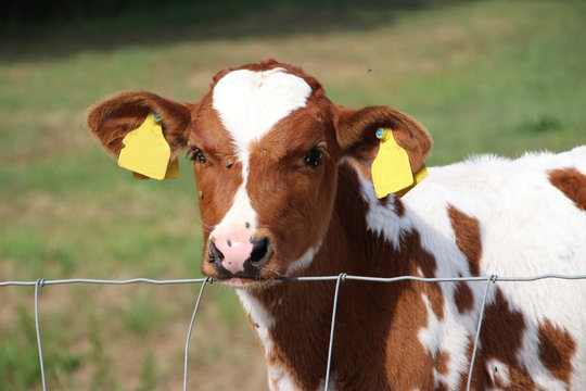 Frisian 이미지 – 찾아보기 20,596 스톡 사진, 벡터 및 비디오 | Adobe Stock