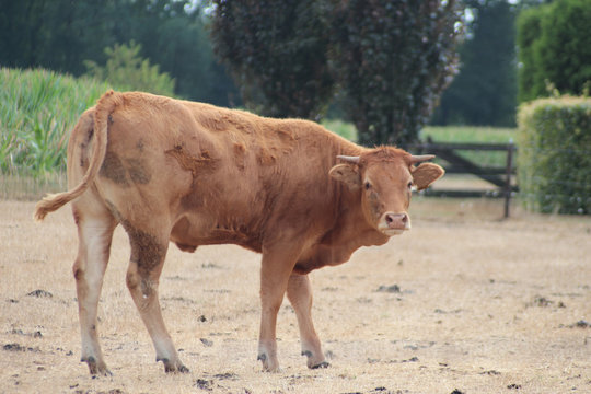 Frisian 이미지 – 찾아보기 20,596 스톡 사진, 벡터 및 비디오 | Adobe Stock