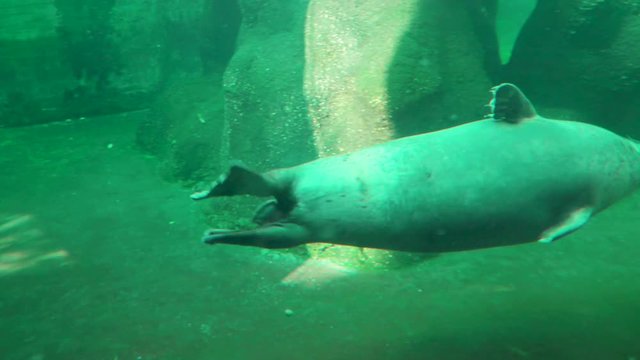 Obrázky "Earless Seal" – procházejte fotografie, vektory a videa 13,500 ...