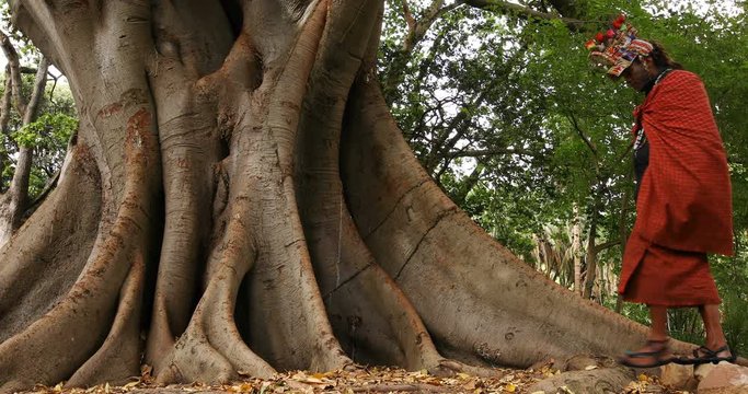 Obrázky Tribesman – procházejte fotografie, vektory a videa 179,867 ...