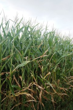 Genmanipuliert Bilder – Durchsuchen 642 Archivfotos, Vektorgrafiken und ...