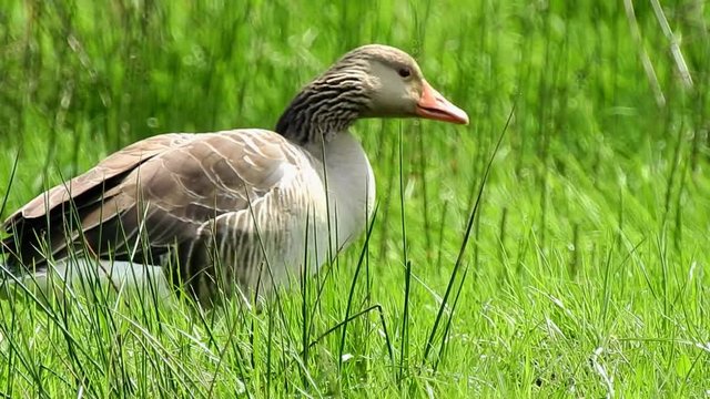 Wildgans Images – Browse 3,467 Stock Photos, Vectors, and Video | Adobe ...