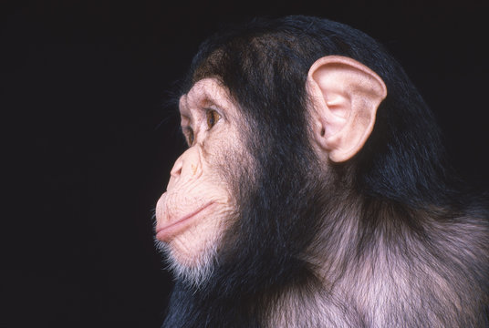 Chimpanzee Face Profile
