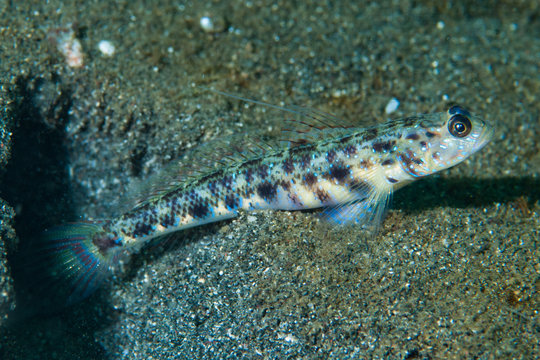 "Shrimp-Goby Immagini - Sfoglia 169 foto, vettoriali e video Stock ...