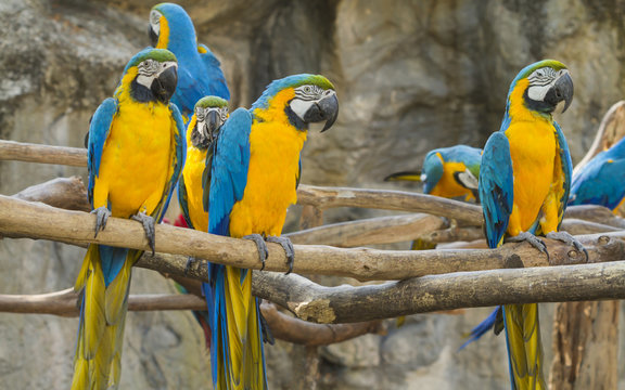 Macore Bilder – Durchsuchen 163 Archivfotos, Vektorgrafiken und Videos ...