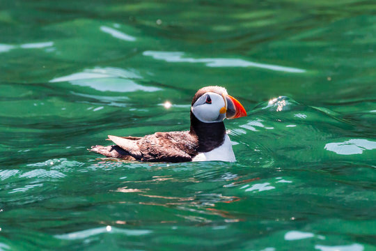 Puffins Swimming
