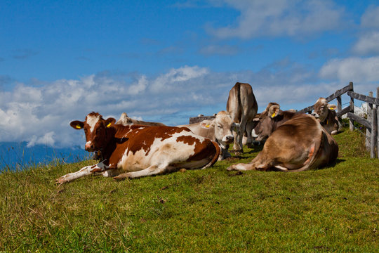 Alpenmilch bilder – Bläddra bland 297 stockfoton, vektorer och videor ...