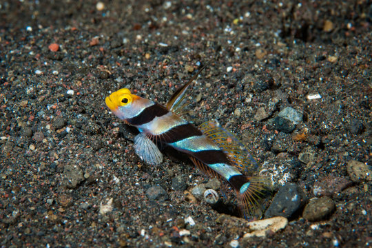 "Shrimp-Goby Immagini - Sfoglia 169 foto, vettoriali e video Stock ...