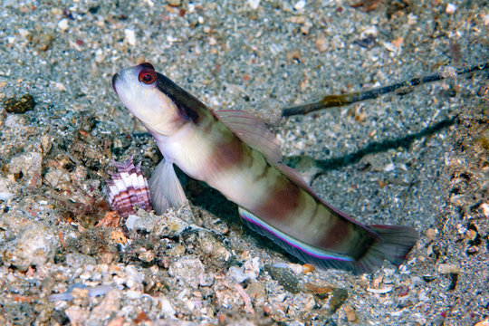 "Shrimp-Goby Immagini - Sfoglia 169 foto, vettoriali e video Stock ...