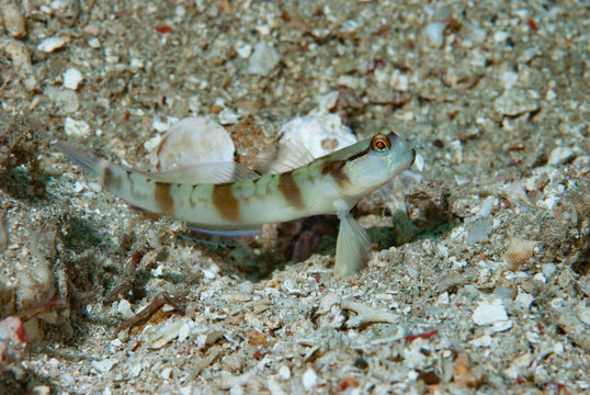 "Shrimp-Goby Immagini - Sfoglia 169 foto, vettoriali e video Stock ...