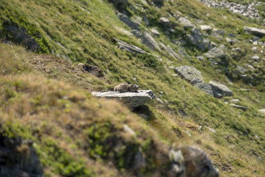 Mungg Images – Browse 4 Stock Photos, Vectors, and Video | Adobe Stock