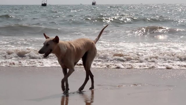 Pye-Dog 影像 – 瀏覽 673 個素材庫相片、向量圖和影片 | Adobe Stock
