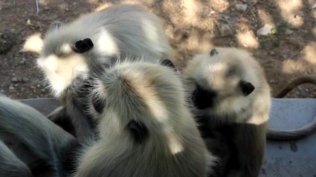 "Bunch Monkeys" Immagini - Sfoglia 134 foto, vettoriali e video Stock ...