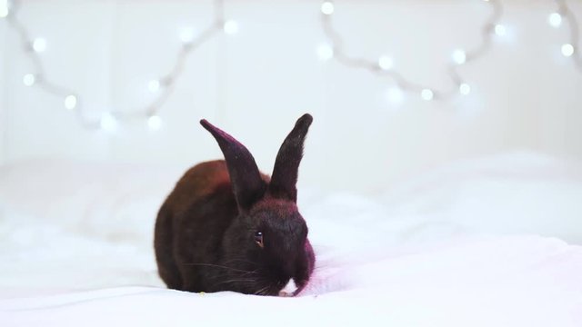 Black Bunny"」の写真素材 | 453件の無料イラスト画像 | Adobe Stock