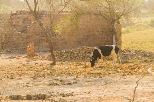 "Baca-Bilder: Stock-Fotos & -Videos. | Adobe Stock