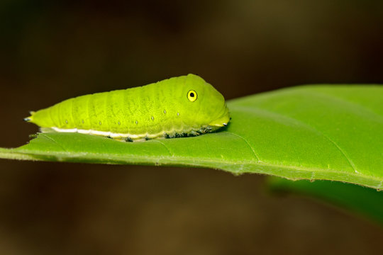 รูปภาพDoson – เลือกดูภาพถ่ายสต็อก เวกเตอร์ และวิดีโอ295 | Adobe Stock