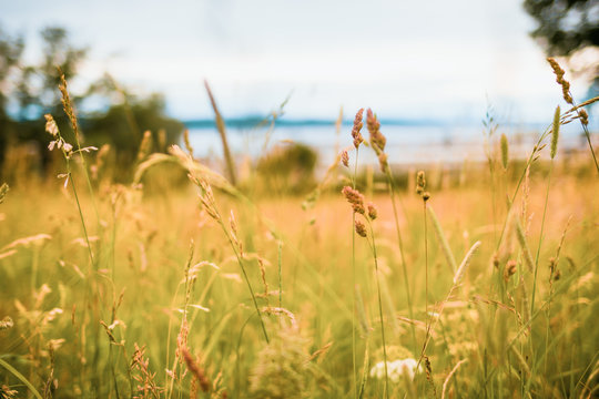 Swedish Fields Wallpapers Sweden Home Summer Building. A Field Of