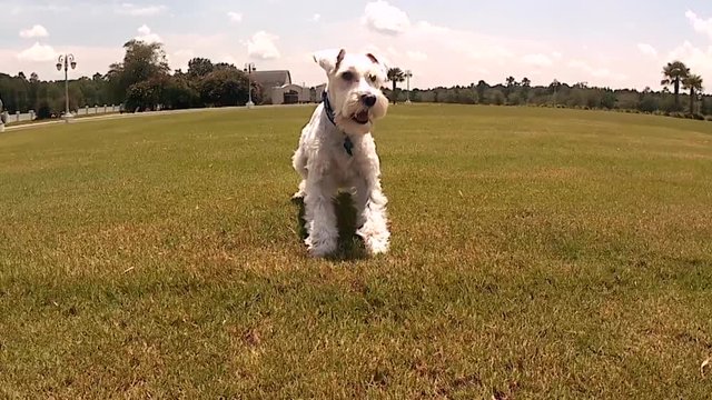 Obrázky "Silver Dog" – procházejte fotografie, vektory a videa 25 ...