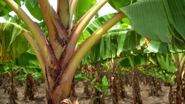 Plantain Tree Trunk