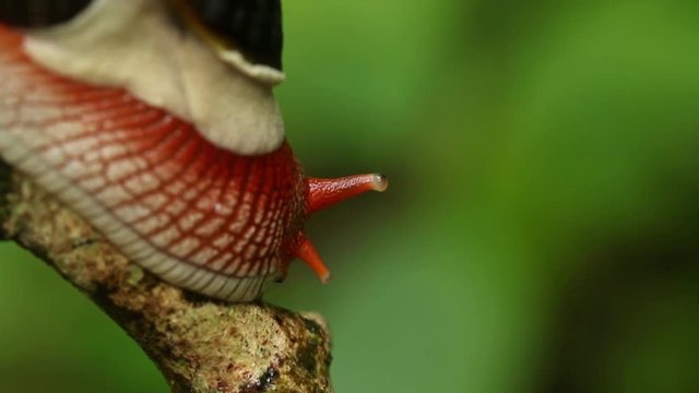 รูปภาพ"Snail Eyes" – เลือกดูภาพถ่ายสต็อก เวกเตอร์ และวิดีโอ178 | Adobe ...