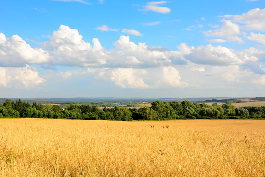 Roggenfeld Bilder – Durchsuchen 267,769 Archivfotos, Vektorgrafiken und ...