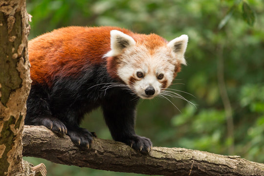 Arboreal Animals Images