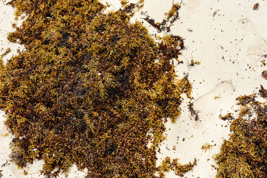 Sargassum Images – Browse 2,450 Stock Photos, Vectors, and Video ...