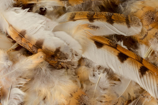 "Plume Texture" Images – Browse 25 Stock Photos, Vectors, and Video ...