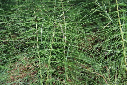 รูปภาพArthrophyta – เลือกดูภาพถ่ายสต็อก เวกเตอร์ และวิดีโอ454 | Adobe Stock